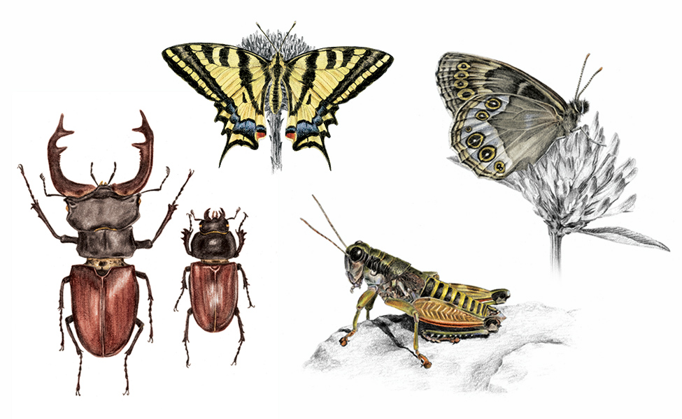 PNR des Baronnies provençales – Insectes | Fanny Pageaud